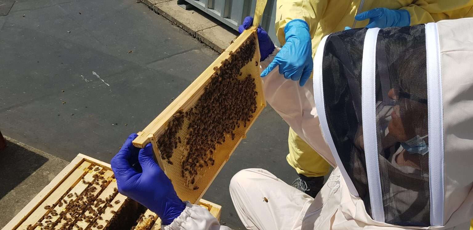 Real London honey, UK Honey Bee Nucleus Colonies, Beekeeping Courses ...